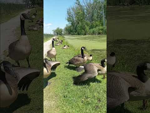 Two Goslings, Not Quite Ready to Fly, Stretching Out Young Wings. Beautiful Feather Presentation!