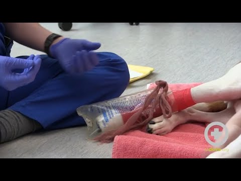 Quick Tips in Vet Med