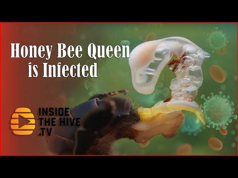 Apis mellifera Queen's virus infections - Commercial beekeeper's nightmare - Beekeeping