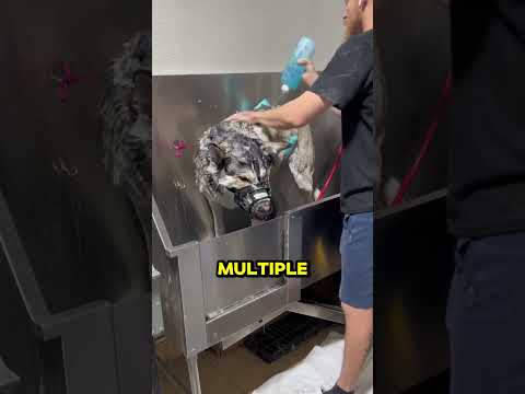 PRO Groomer Cleans AGGRESSIVE DOG!?