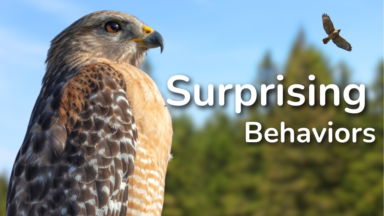 Red-Shouldered Hawks: 9 Things You Probably Didn’t Know