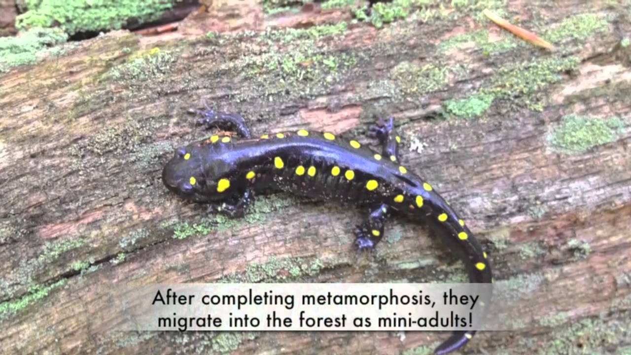 Vernal Pool Kids Video
