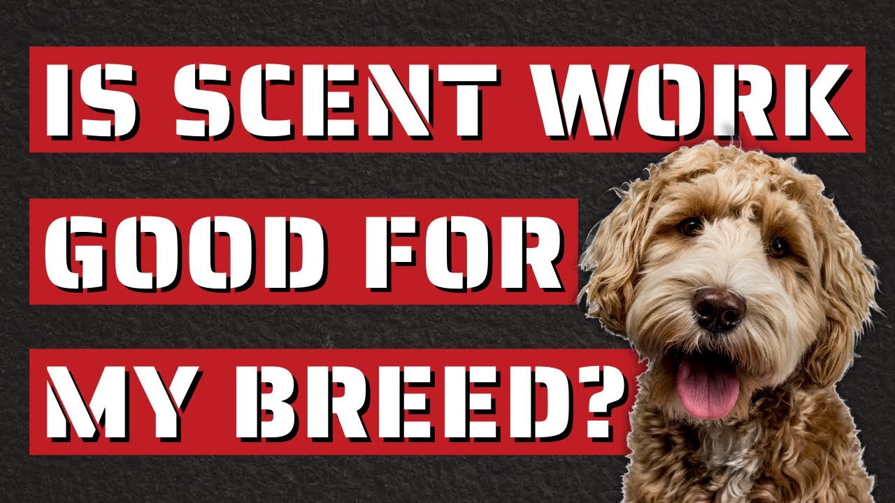 What Breeds Are Good For Scent Work? | UK Sniffer Dogs