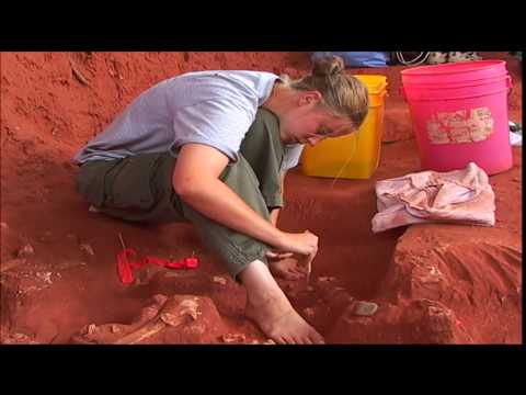 Buffalo Bones Uncovered