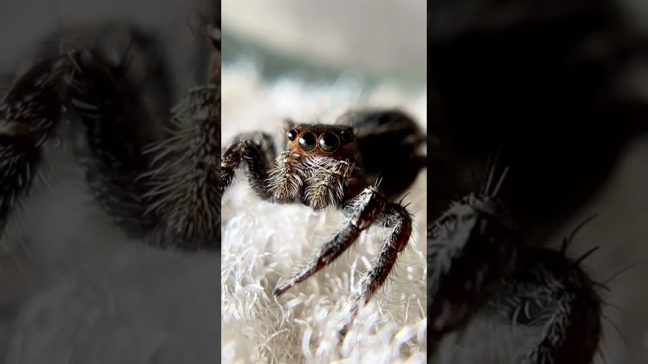Jumping Spider Macro Portrait