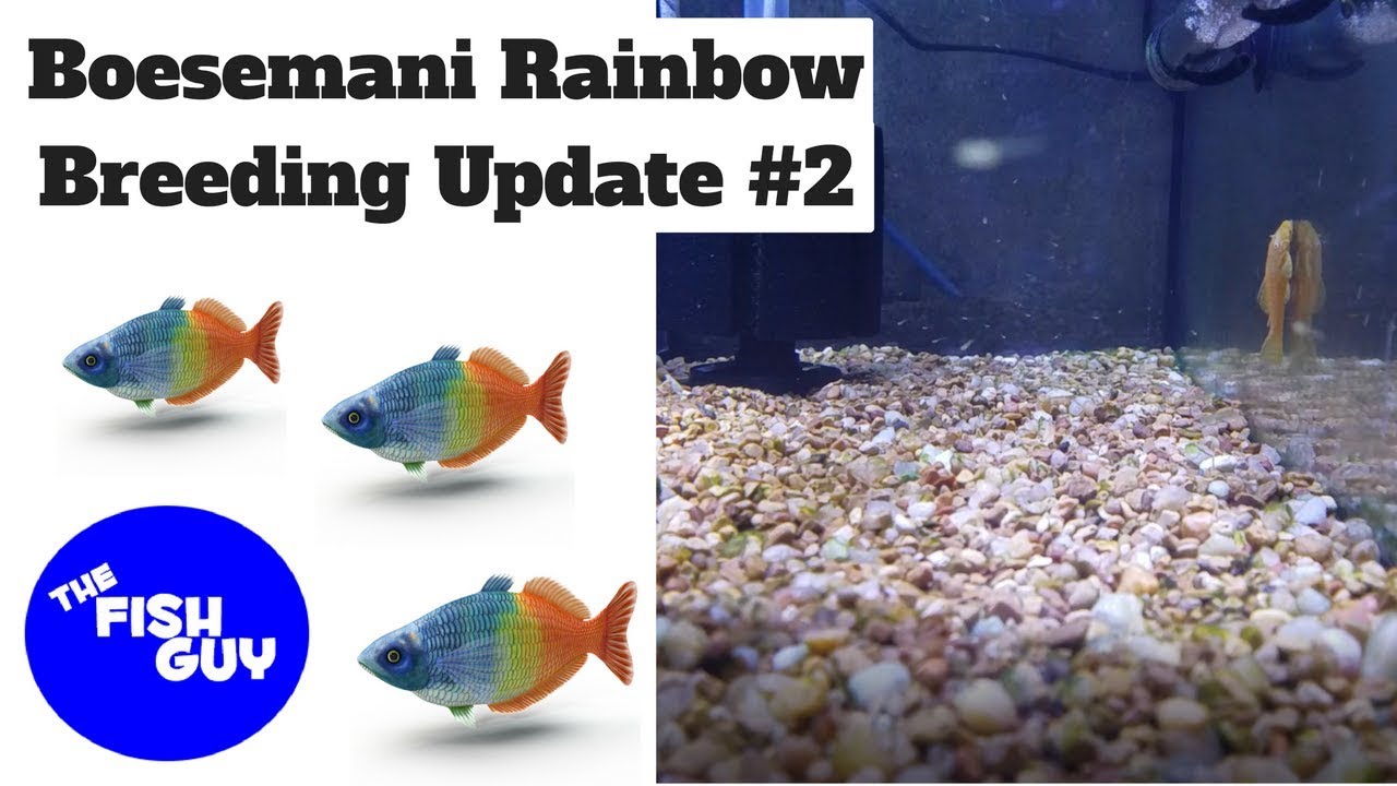 Boesemani Rainbow Breeding Update #2