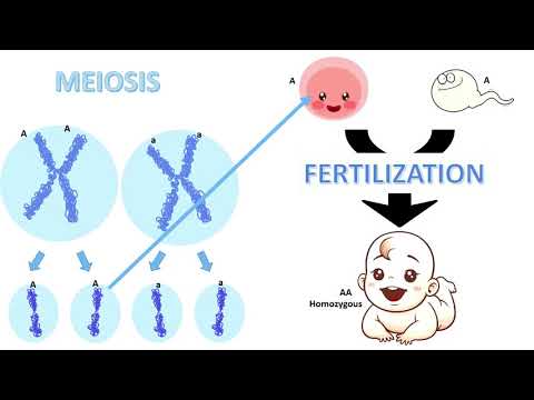Chapter 4 (Video 3) - Homozygous and Heterozygous