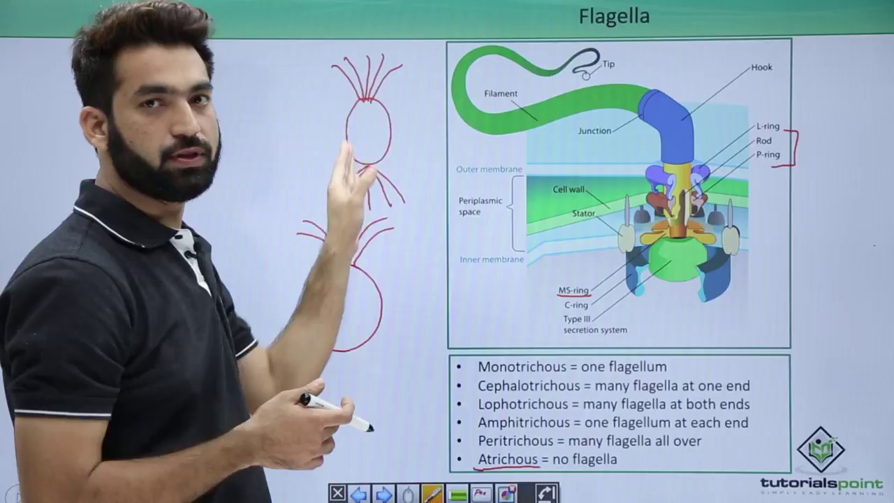 Class 11th – Kingdom Monera – Flagella | Biological Classification | Tutorials Point