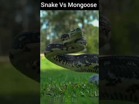 Express Tutorial Part 3: Using a Database with Mongoose Learn web development MDN – vcxbtr9ngf4df