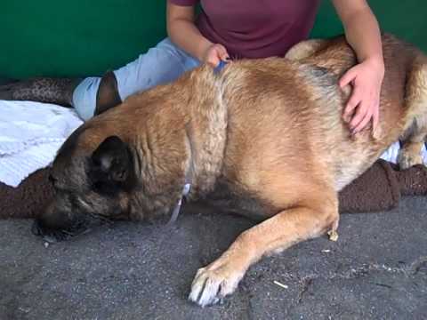 A4789565 Teddy