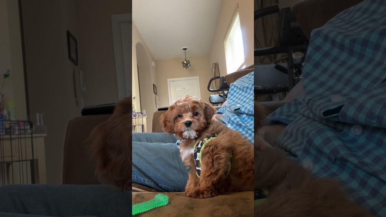 When Your Puppy Has Opinions 🐕