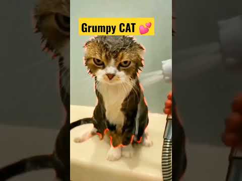 Grumpy Cat #cat #funny #catshorts