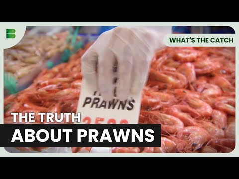 Are Your Prawns Really Sustainable? - What's The Catch - Documentary