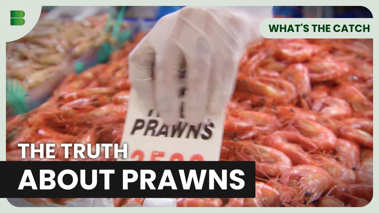 Are Your Prawns Really Sustainable? - What's The Catch - Documentary