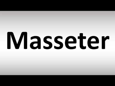 How to Pronounce Masseter