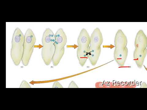 Conjugation in paramecium