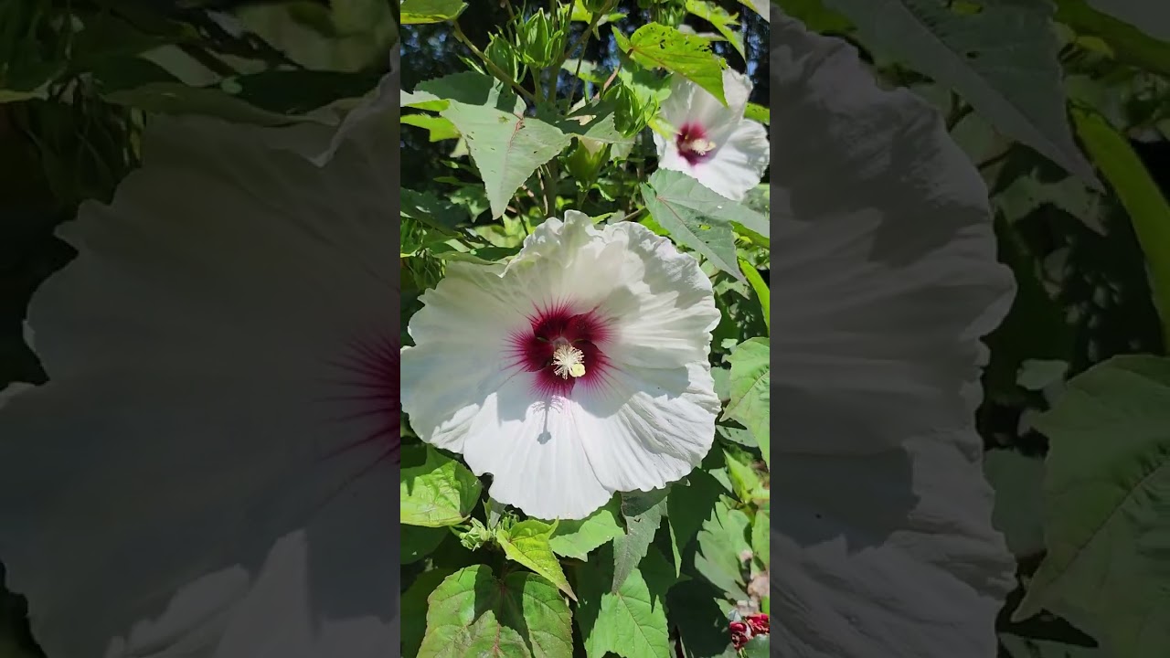 Lowes Clearance Plant - Bloomables brand, Head over Heals Hibiscus  - Dream. Simply Gorgeous!
