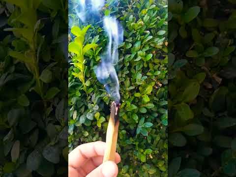 Burning my first Palo Santo Wood, does it work yet?☮️