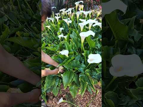 Right way to deadhead your calla lily