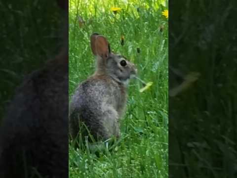 Wild rabbit baby What is the best thing for rabbits to eat?