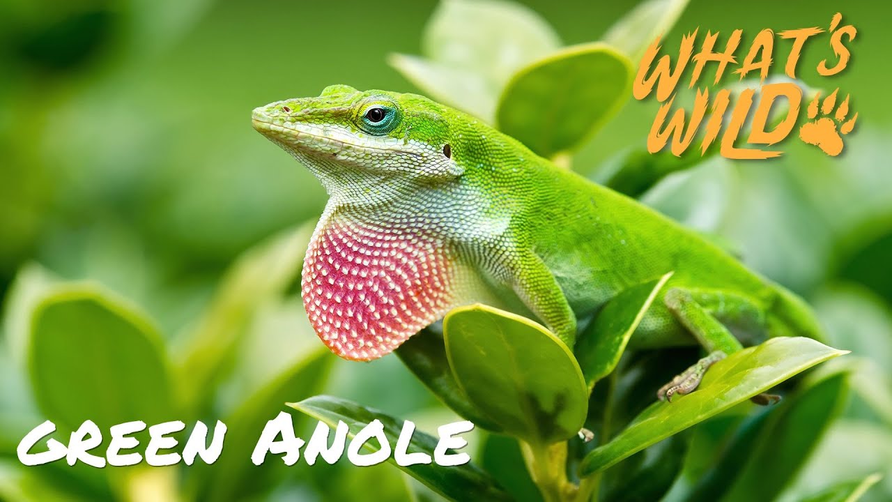 Green Anole | What's Wild