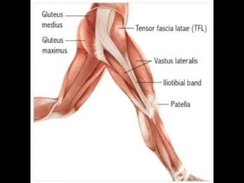 Tensor fasciae latae Muscle; Anatomy, Origin, Insertion, Blood Supply, Action, Clinical importance