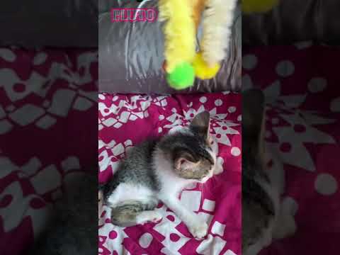 Three Legged Kitten - PLUTO - Available for adoption!