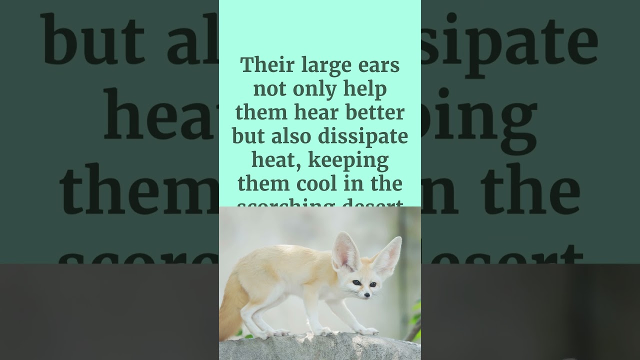 5 Fascinating Fennec Fox Facts: Discover the Smallest Fox Species!