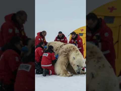 "The Arctic and Its Animals: Discover the Wonders of Polar Wildlife" #animals #arcticanimal #bear