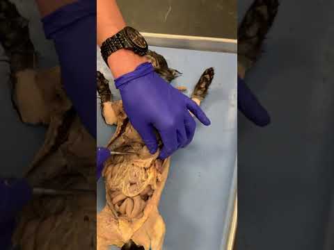 Cat dissection: Respiratory and Digestive System structures