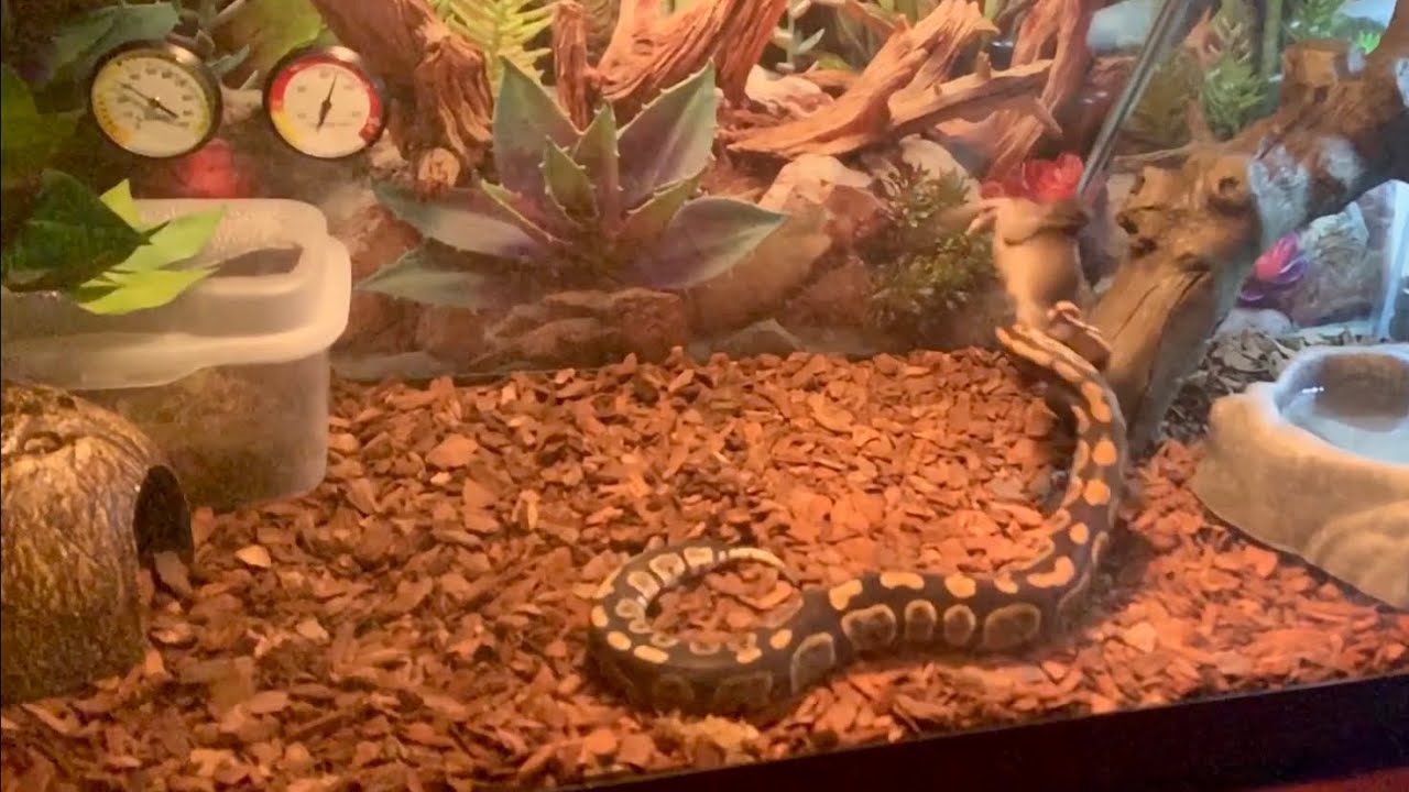 Ball python SLOW MOTION strike
