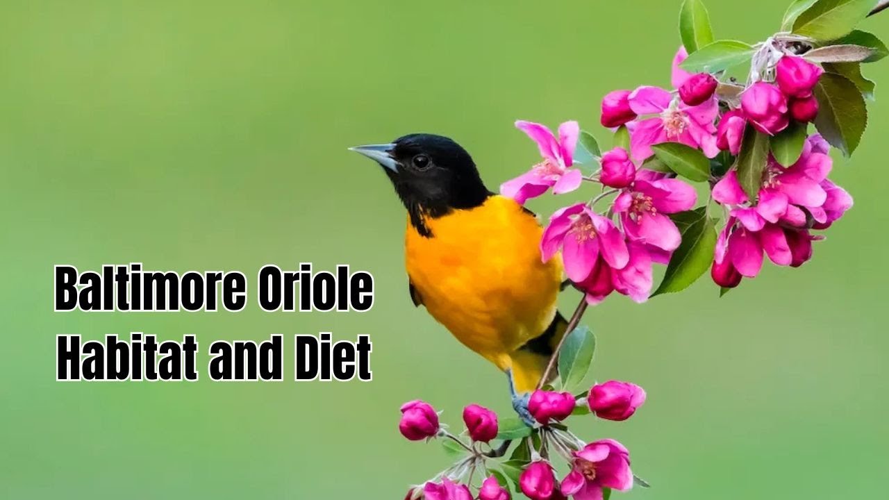 The Vibrant Baltimore Oriole: Habitat, Diet, and Secrets