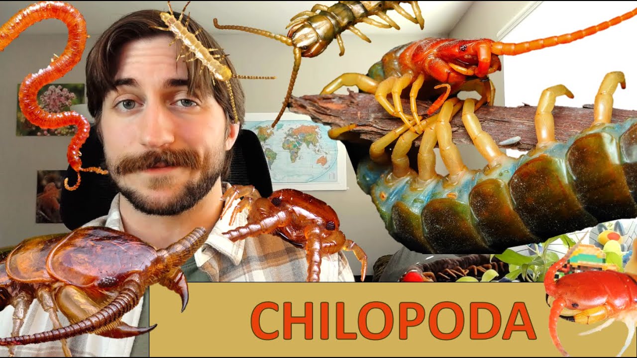 Chilopoda: The Centipedes - Class Spotlight