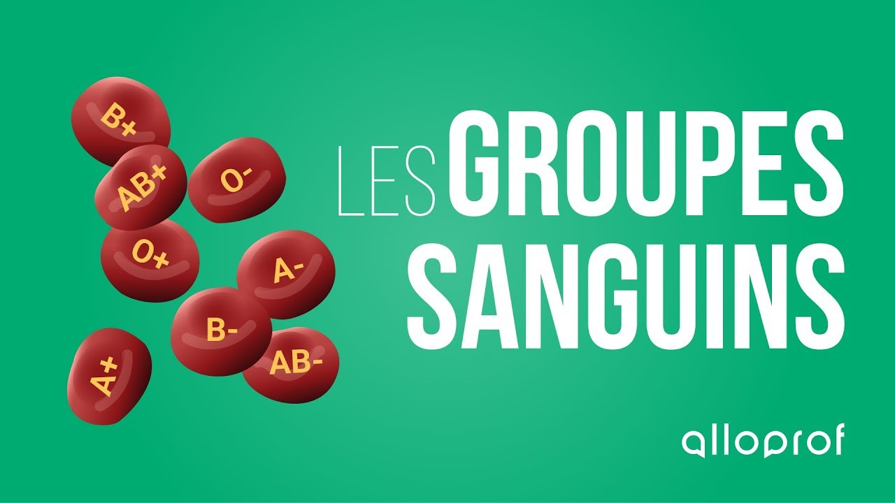 Les groupes sanguins et la compatibilité sanguine | Secondaire | Alloprof
