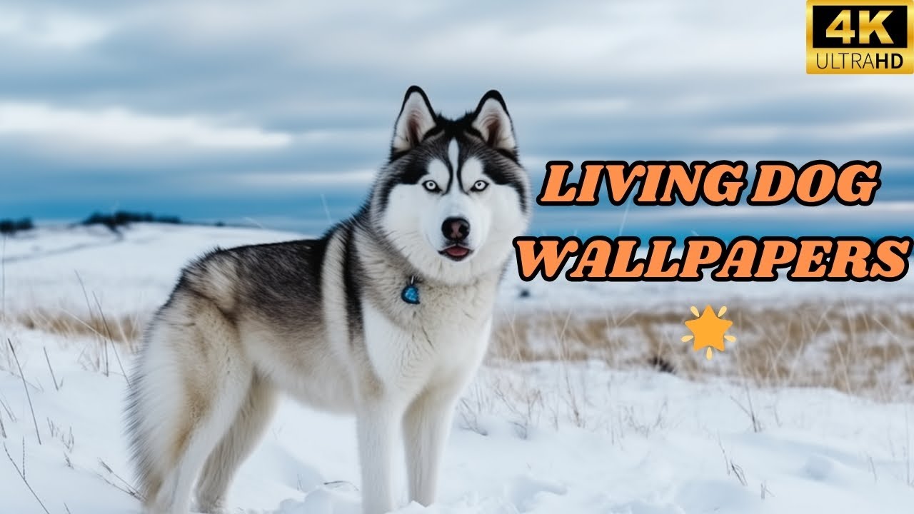 4K Living Dog Wallpapers | 60 Ultra HD Desktop Backgrounds with Effects