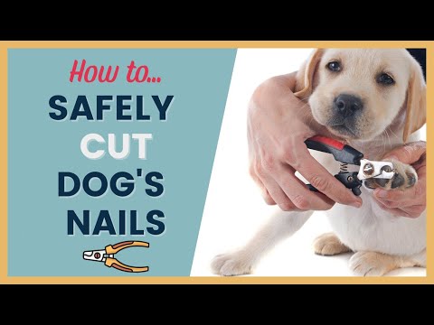 Step By Step Guide to Cutting Dogs Nails