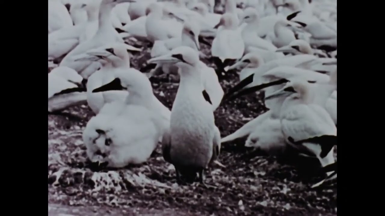 Hinterland Who's Who: The Gannet