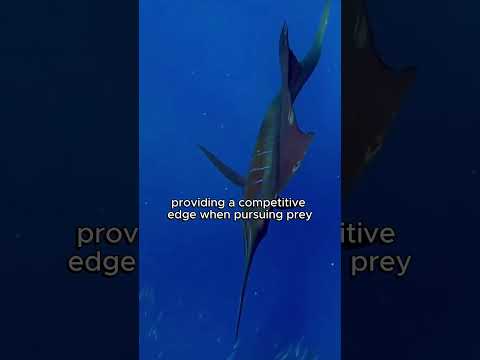 Explore the world of Swordfish: An adventurous fish and talented hunter. #discovery