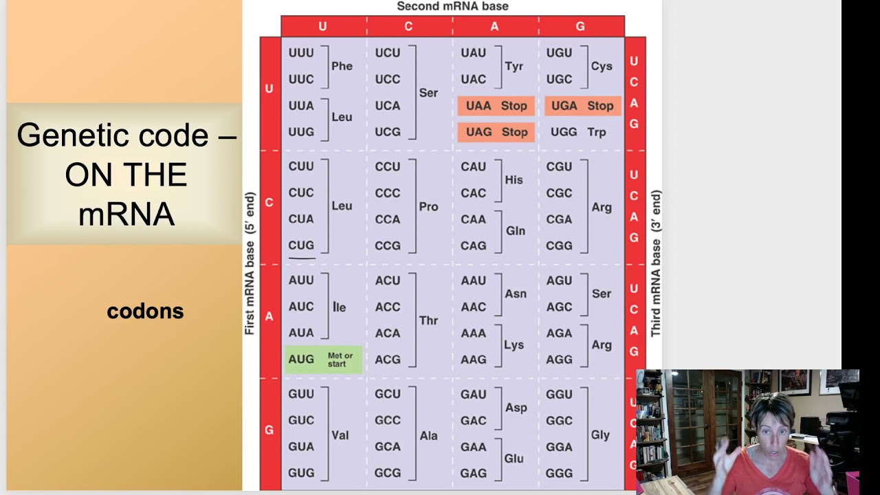 Understanding the Genetic Code: The Language of Life | Galaxy.ai