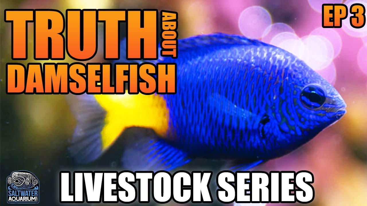The Truth About DAMSELFISH - Livestock Series
