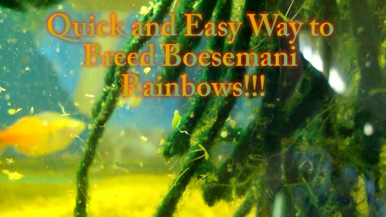 Quick and Easy Way to Breed Boesemani Rainbows!