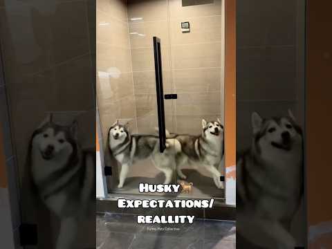 Huskies are pro at saying NO🤣 The Most Dramatic Huskies | Expectations vs reality🤣 #husky #shorts