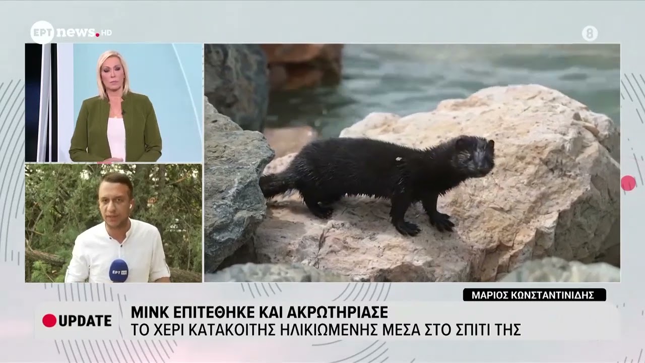 Σοκαριστικό περιστατικό στους Μανιάκους: Μινκ επιτέθηκε και ακρωτηρίασε ...