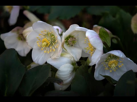 "Great Herbaceous Perennials for the Southeast"