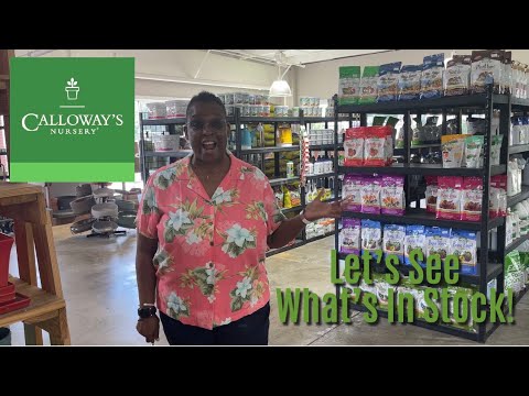 363: Plant Shopping: Calloway’s Nursery In Plano, Texas | Cactus, Succulents & Rare Aroids!