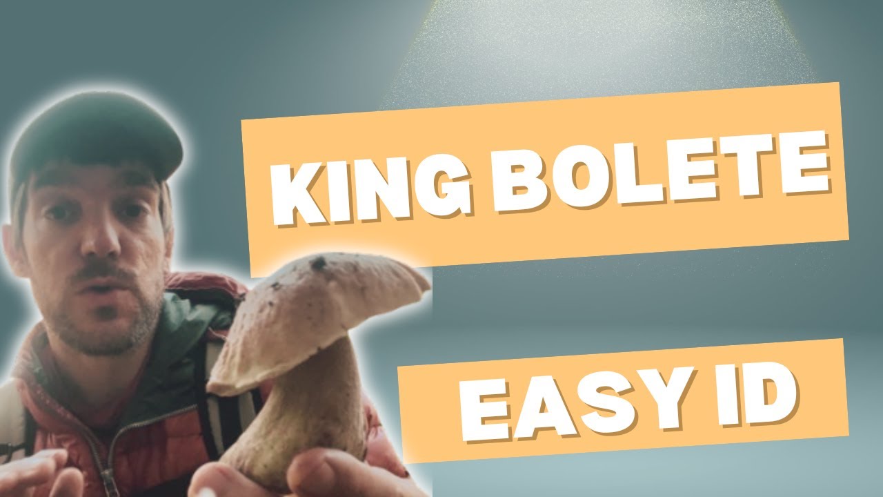 King Bolete Identification : A Simple Guide for Beginners