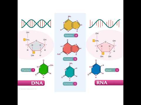DNA VS RNA #shortsviral #ytshorts #trending #shortvideo #viral #shortsviral #shorts #short #youtube