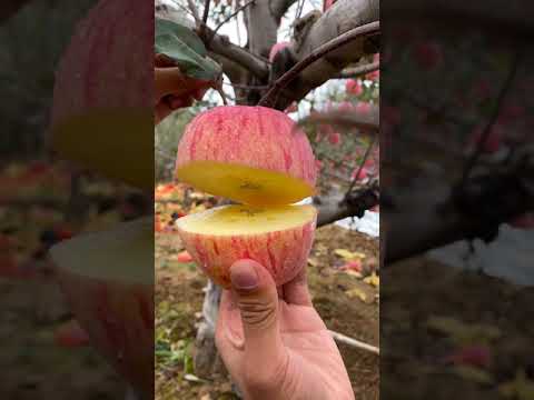 🍎 Cutting Apple In My Farm 🍎 | Fresh Fruit Cutting In My Farm