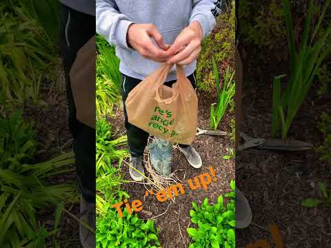 Removing leaf growth from Bluebells!