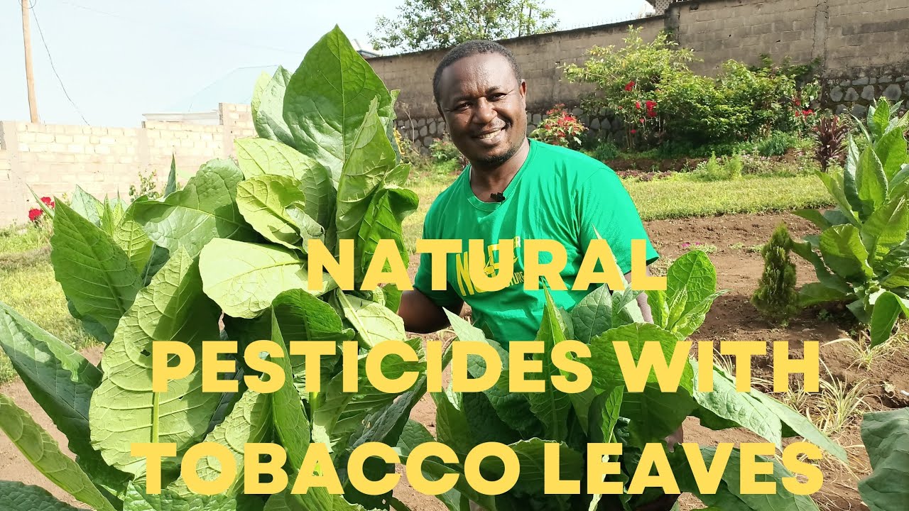 How To Make Natural Pesticides From Tobacco Leaves.